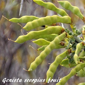 Genista scorpius - Genêt épineux
