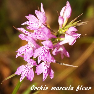 Orchis mascula - Orchis mâle