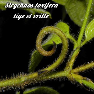 Strychnos toxifera - Strychnée toxifère