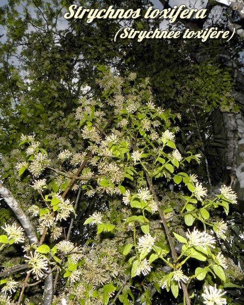 Strychnos toxifera - Strychnée toxifère