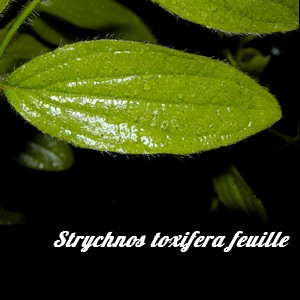 Strychnos toxifera - Strychnée toxifère