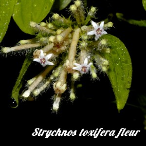 Strychnos toxifera - Strychnée toxifère