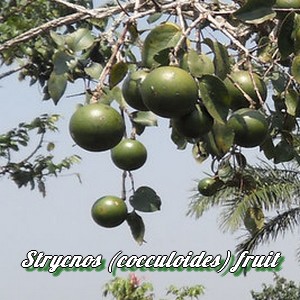 Strychnos toxifera - Strychnée toxifère