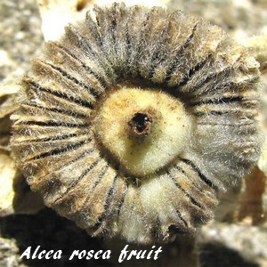 Alcea rosea - Rose trémière