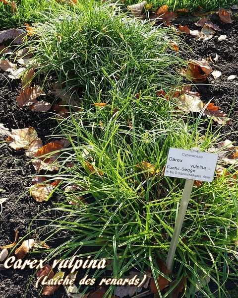 Carex vulpina - Laîche des renards