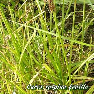 Carex vulpina - Laîche des renards