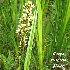 Carex vulpina - Laîche des renards