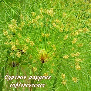 Cyperus papyrus - Papyrus d'Egypte