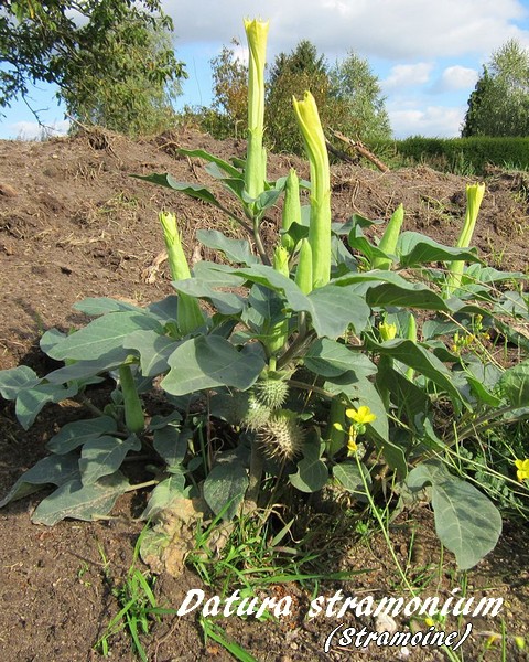Datura stramonium - Stramoine