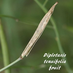 Diplotaxis tenuifolia - Diplotaxe à feuilles étroites