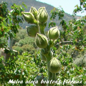Malva alcea - Mauve alcée