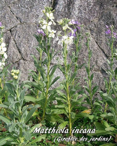 Matthiola incana - Giroflée des jardins