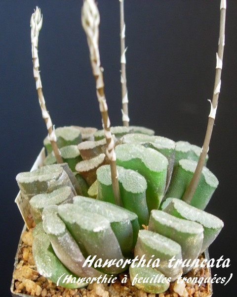 Haworthia truncata - Haworthie à feuilles tronquées