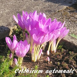 Différences entre crocus, colchiques et sternbergies