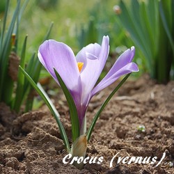 Différences entre crocus, colchiques et sternbergies