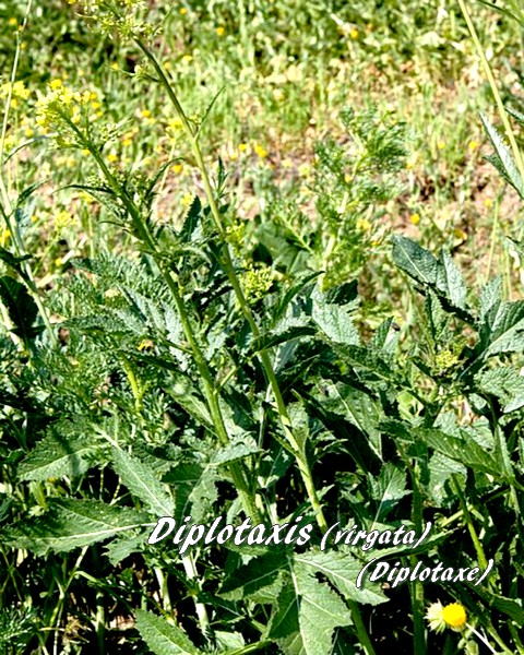 Diplotaxis - Diplotaxe