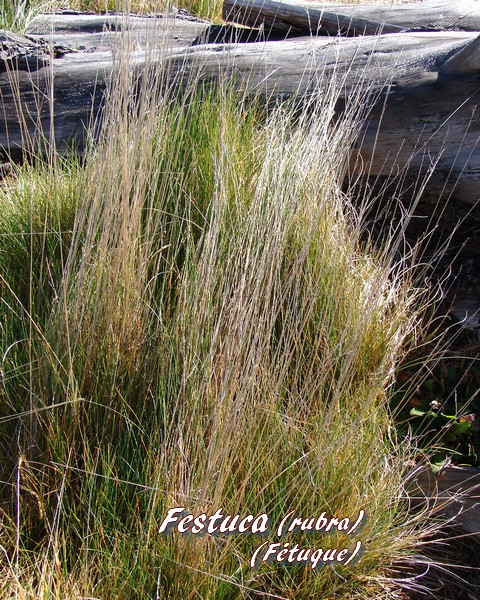 Festuca - Fétuque