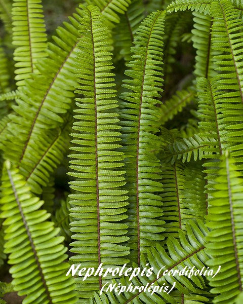 Nephrolepis - Néphrolépis